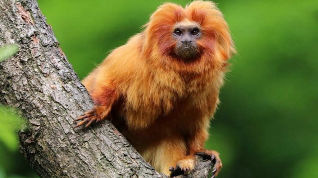 7 Endangered Species in Brazil You Should Know About in 2025 ...