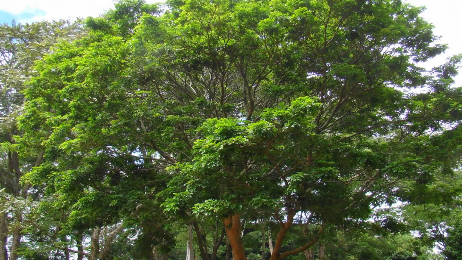 7 Endangered Species in Brazil You Should Know About in 2025 ...