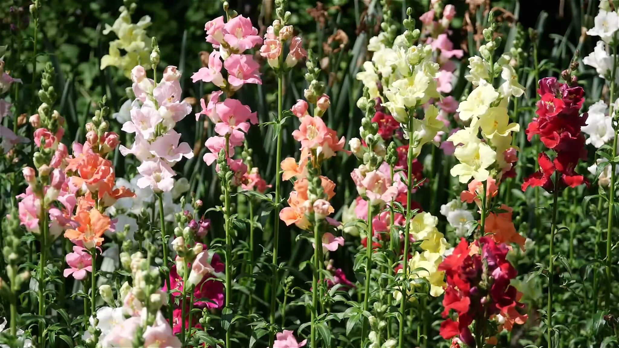 23 Best Annual Flowers for Your Garden That Bloom All Summer Long ...