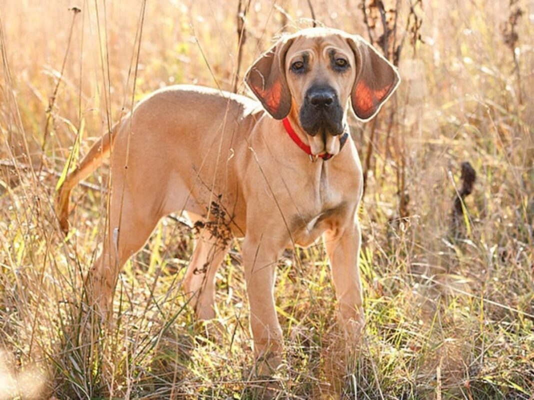 The Fila Brasileiro Care Plan: Nutrition, Exercise, and Training Tips - Hurfpostbrasil