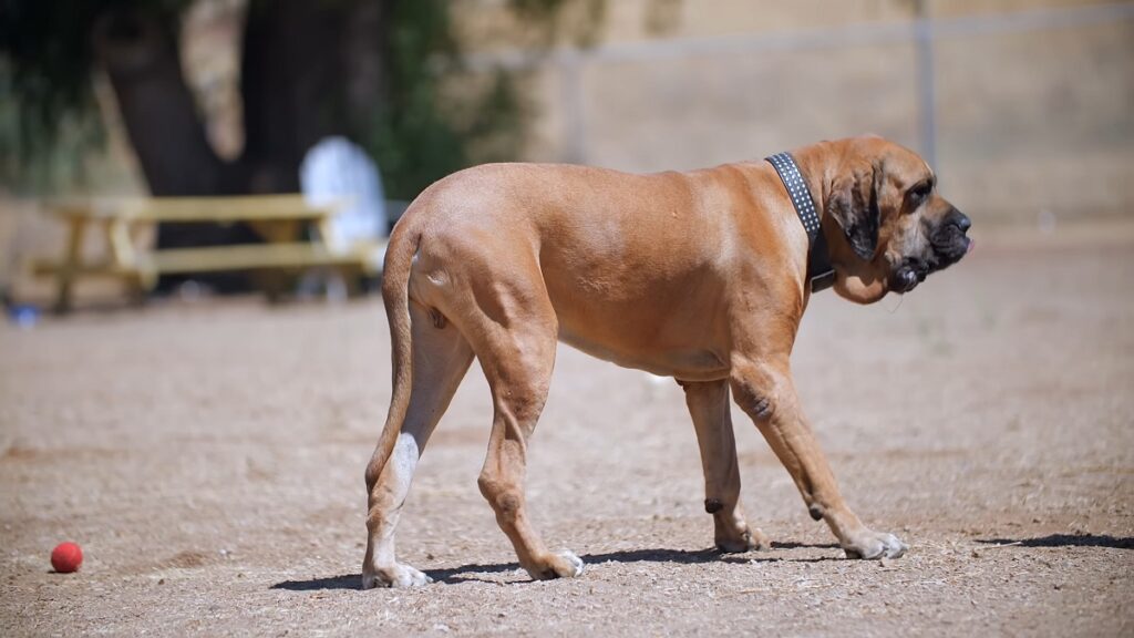 The Fila Brasileiro Care Plan: Nutrition, Exercise, and Training Tips ...