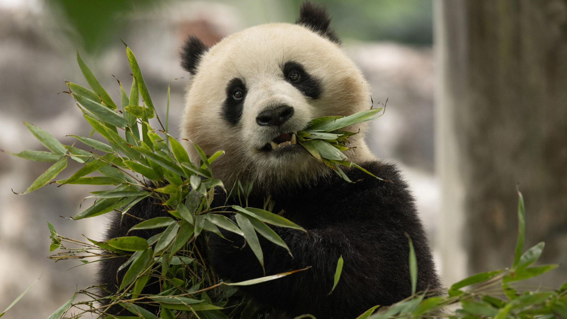 Washington Welcomes New Pandas at Smithsonian National Zoo - Hurfpostbrasil