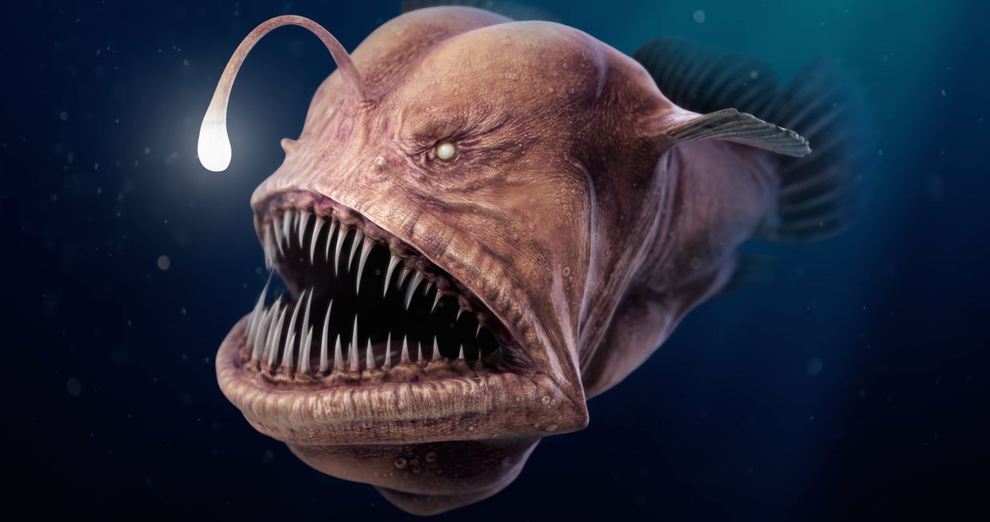 Can You Eat the Anglerfish? The Answer May Shock You - Hurfpostbrasil
