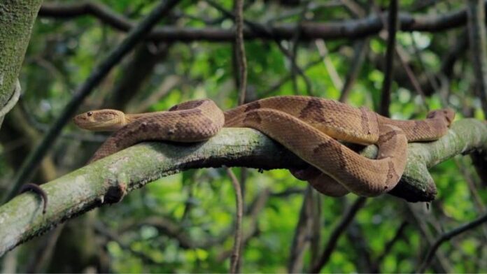 Snake Island Brazil - The Isolated Isle Ruled by Venomous Predators ...