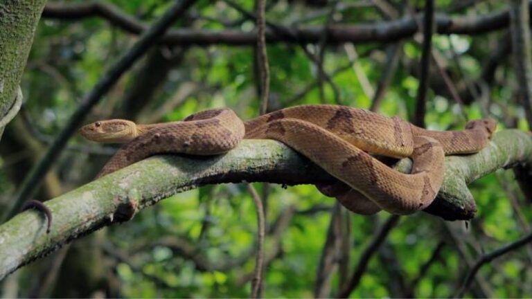 Snake Island Brazil - The Isolated Isle Ruled by Venomous Predators ...